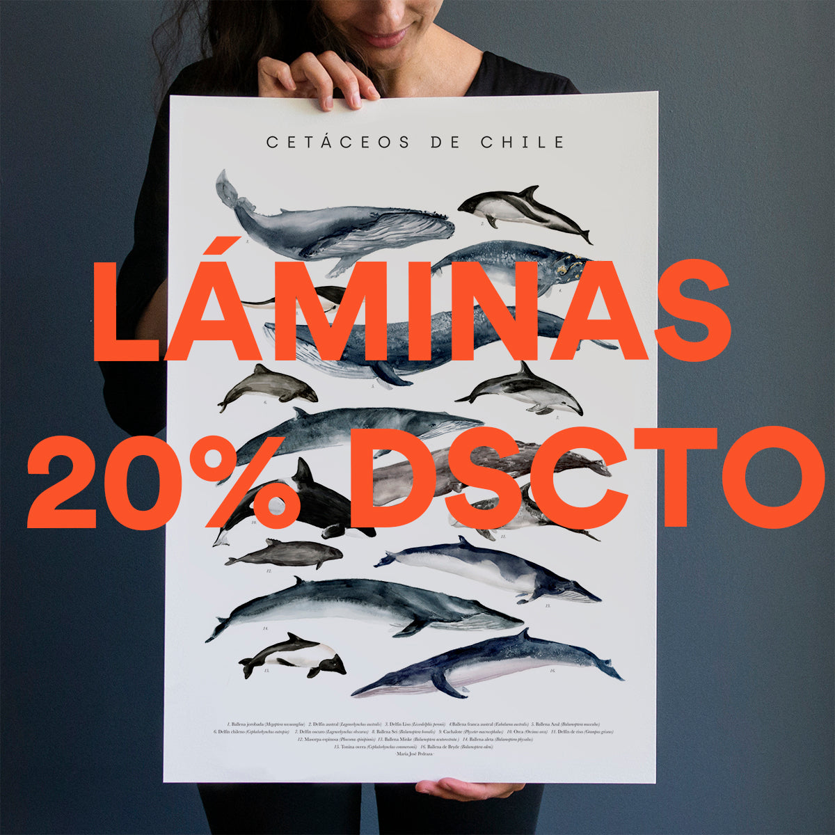Láminas Flora y Fauna – Pedraza Ilustración